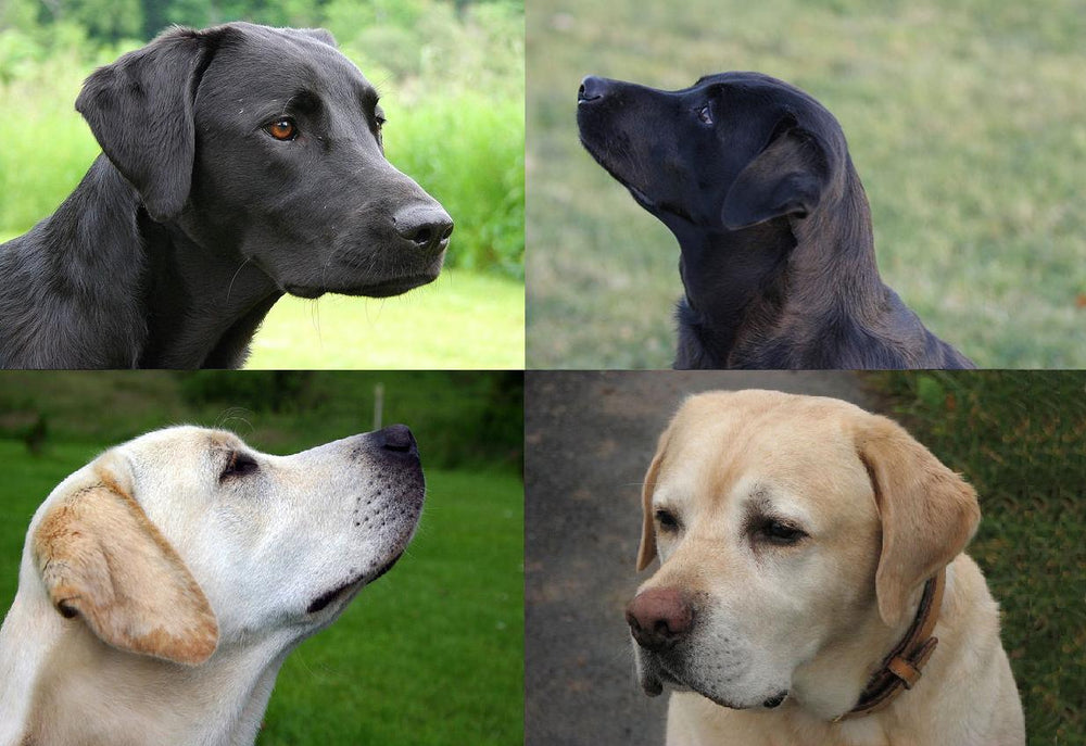 Top 50 Best Dog Breeds in India – Furloved