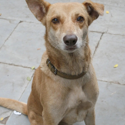 10 Most Friendly Dog Breeds in India for Your Home – Furloved